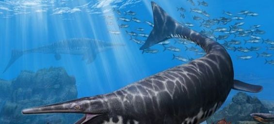 Gavialimimus almaghribensis, un reptile marin ancien nouvellement ...