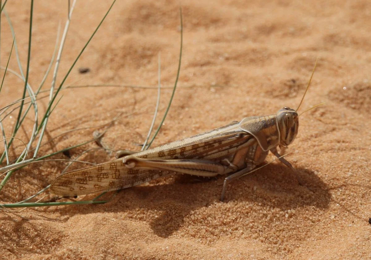 Desert locust outbreak threatens agriculture in southern Morocco, warns FAO