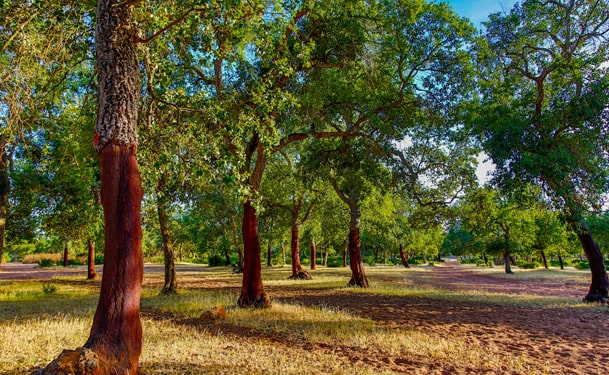 L'UpM et la FAO soutiennent la restauration des forêts et des paysages ...
