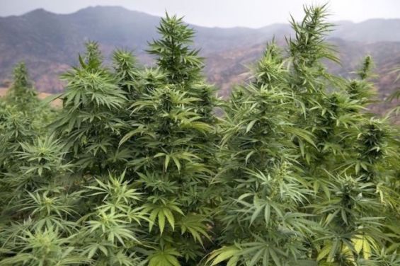 Morocco makes historic first legal cannabis export to Switzerland