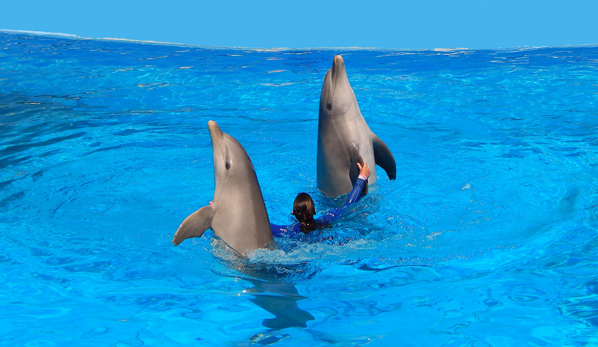 UK's tourist firm stops selling tickets to animal attractions as Agadir ...
