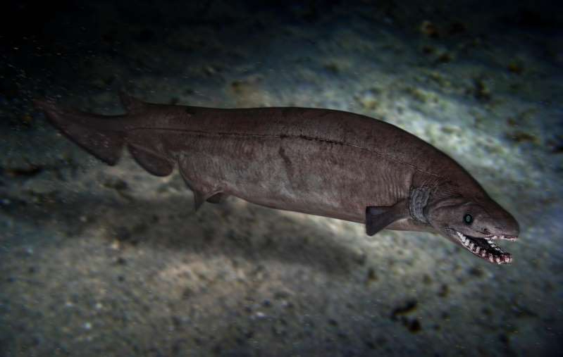 Researchers discover a 360 million-year-old shark skeleton in Morocco Researchers discover a 360 million-year-old shark skeleton in Morocco
