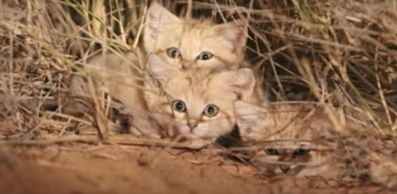 Morocco : Sand kittens filmed for the first time