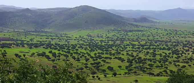 Le Maroc prévoit de replanter 500 000 hectares de forêt entre 2015 et 2024
