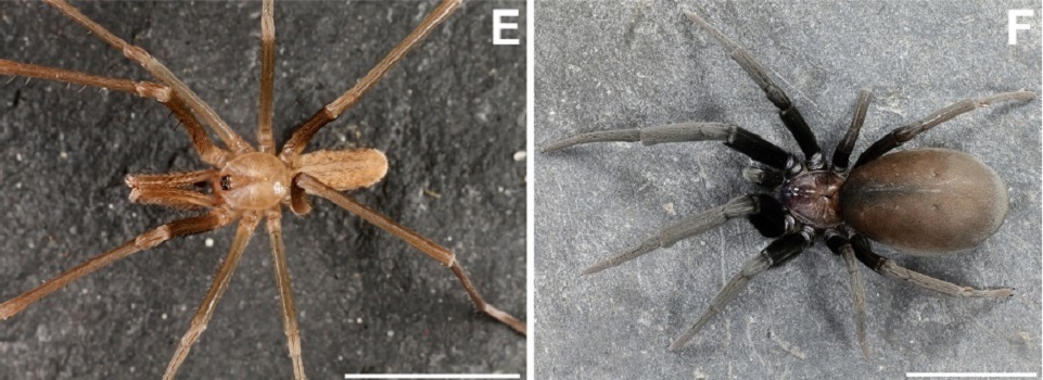 Découverte au Maroc d’une nouvelle espèce d'araignées aranéomorphes
