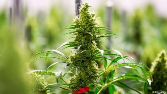 In 2018, Morocco reported the largest seizures of cannabis and cannabis ...