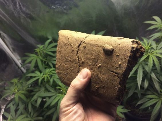 Drugs : When cannabis producers bring new techniques to increase ...