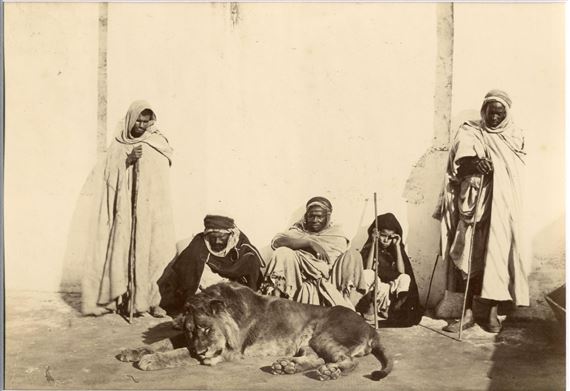 How did Moroccans capture Atlas lions when they roamed the wild?