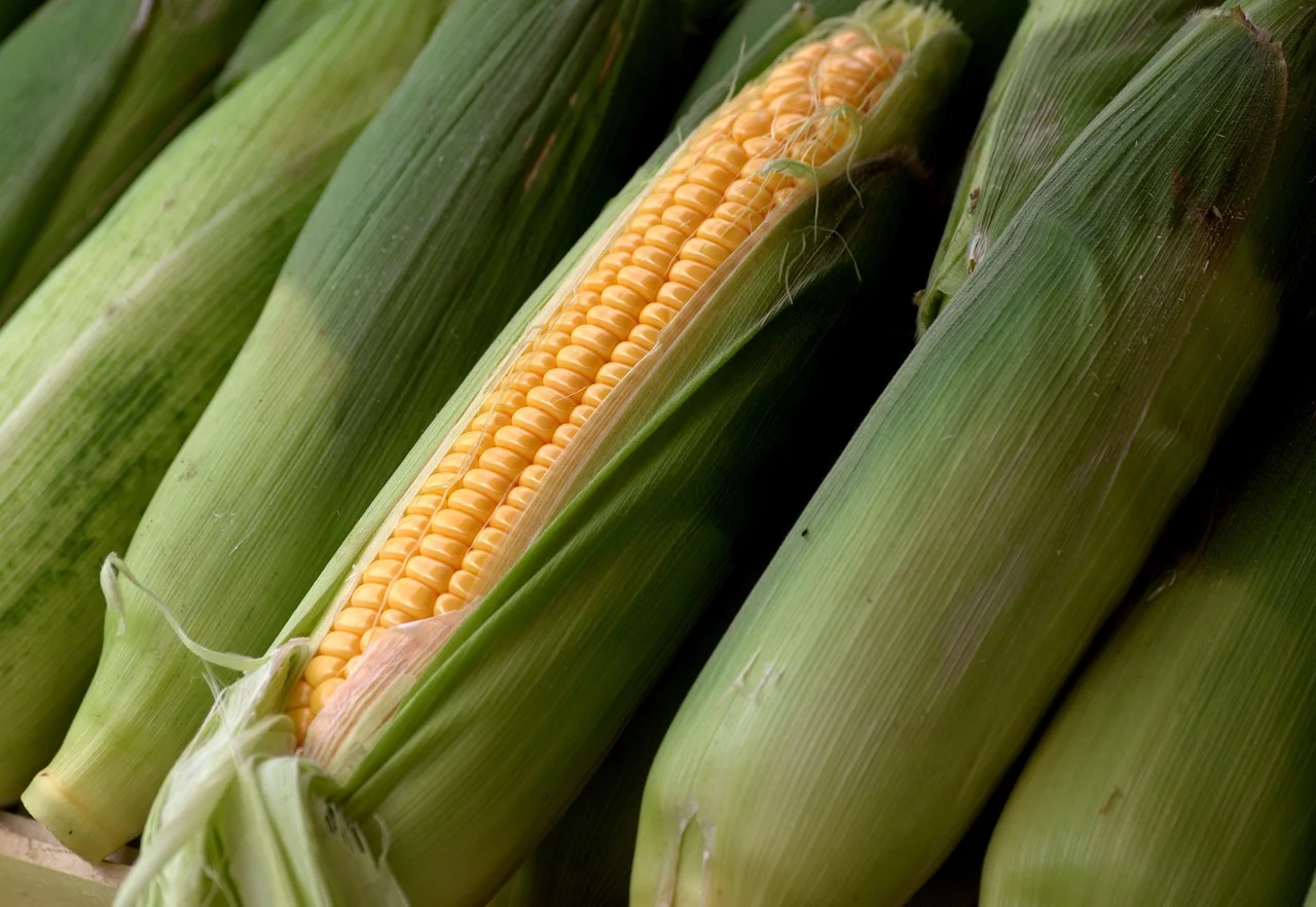 Morocco sets new sweet corn export record at 21,800 tonnes