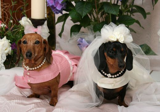 Maroc : Un mariage de chiens célébré en grandes pompes à Tanger (Insolite)