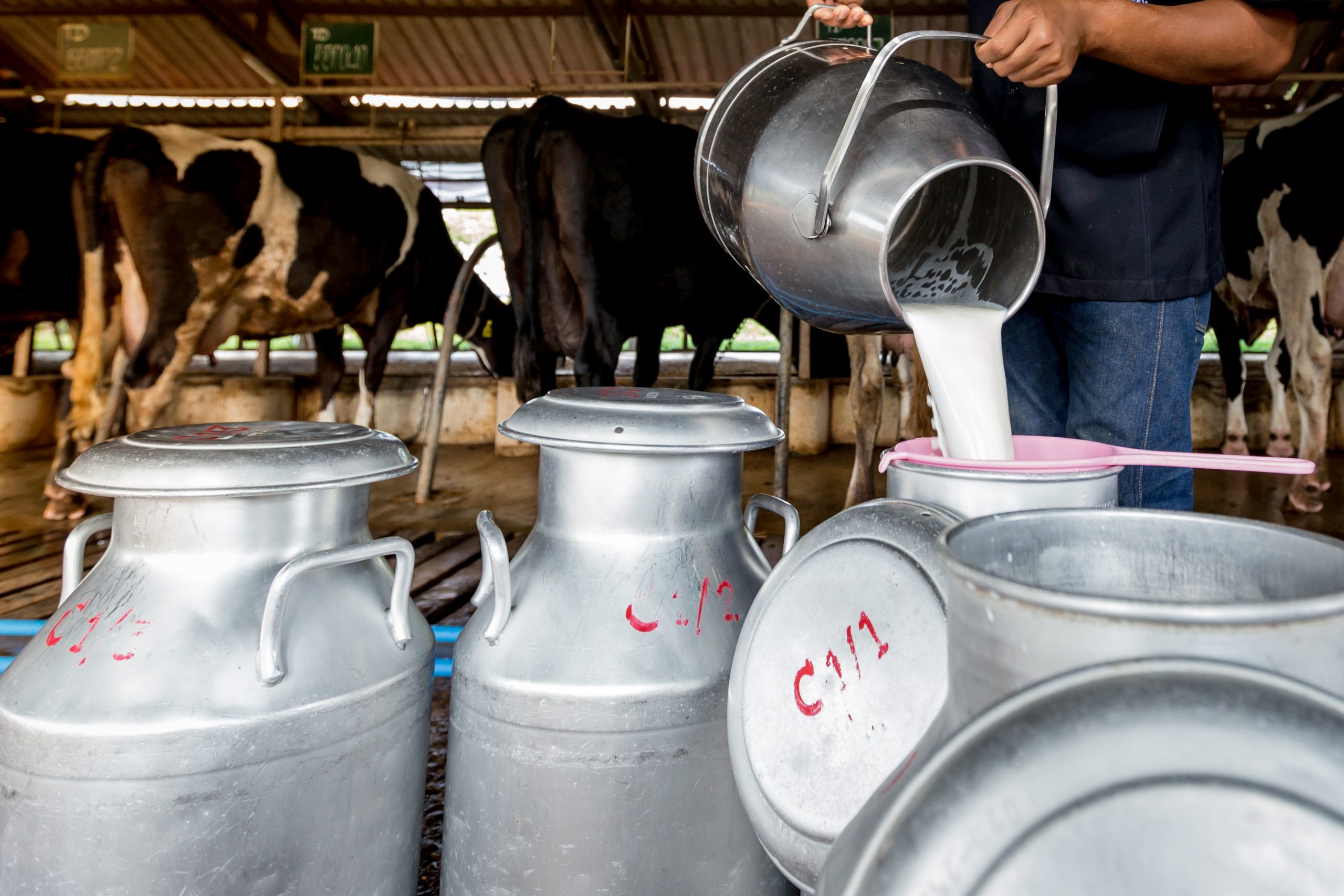 Tuberculosis scare puts raw milk back in the spotlight in Morocco