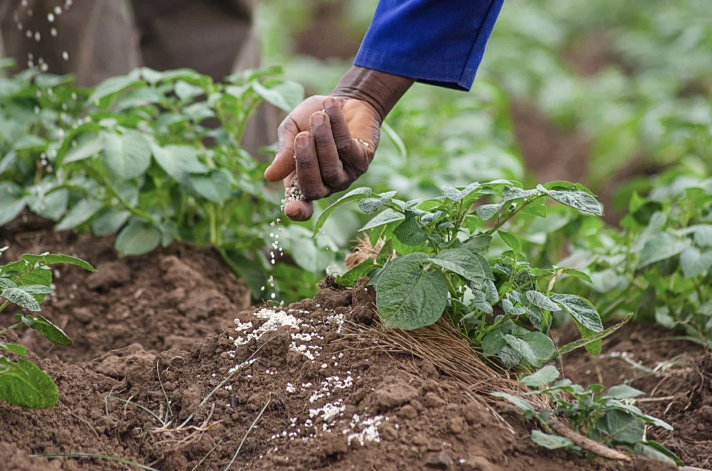 As factory plans await, Morocco donates 2,000 tons of fertilizer to Ghana