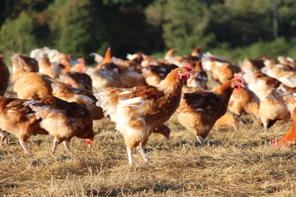 Morocco's poultry farmers denounce market imbalances as prices collapse