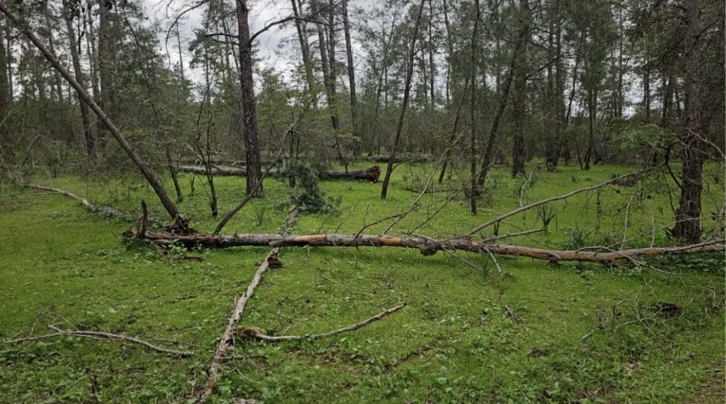Maâmora Forest tree damage attributed to storms not logging, says agency