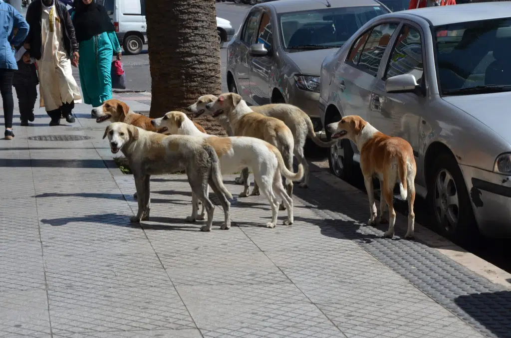 Swiss tourist dies from stray dog bite in Agadir