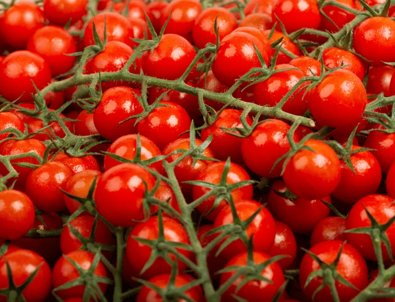 French union blocks a tomato importer in protest over Sahara product ...